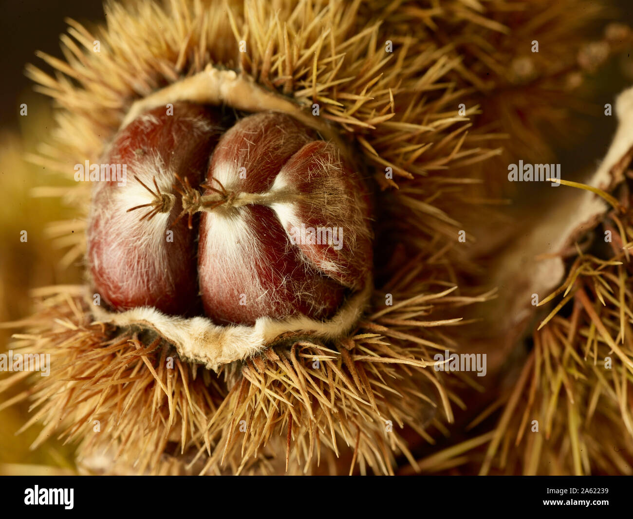 Nature close-up portrait of sweet chestnut showing form and structure ...