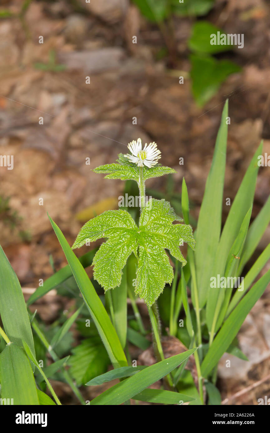 Goldenseal Plant High Resolution Stock Photography and Images - Alamy