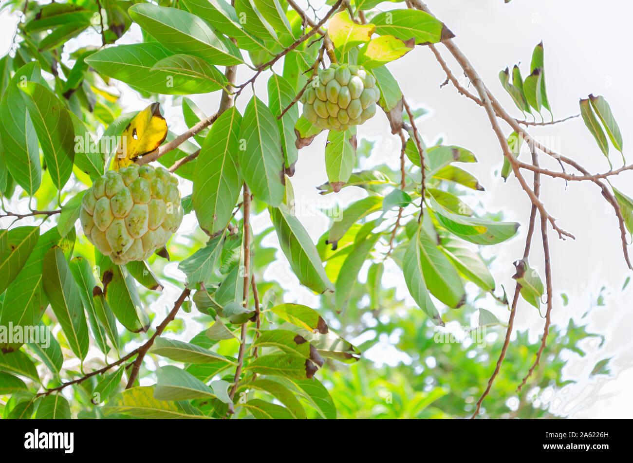 Annoma Squamosa Fruit (Sweetsop) On Tree Stock Photo - Alamy