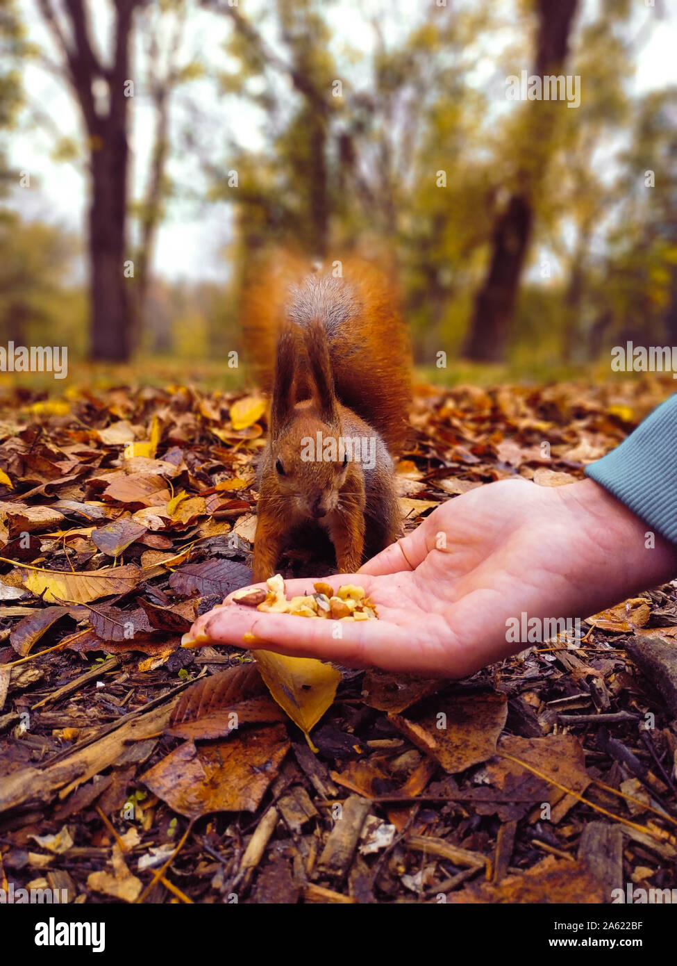 Squirrel. Funny red squirrel eating nuts from the palm of your hand ...