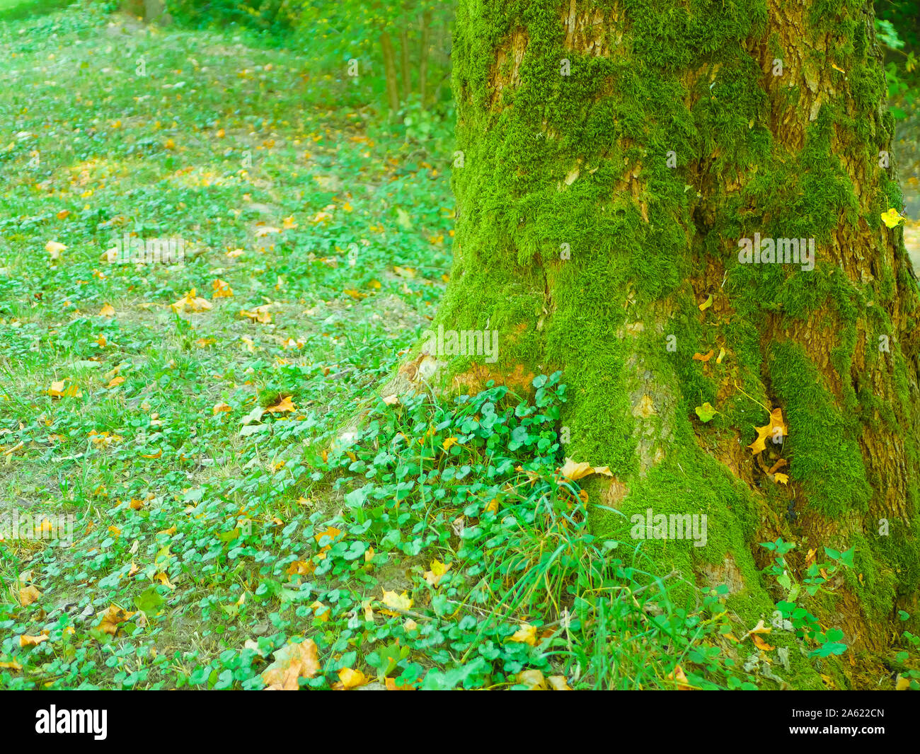 moss covering tree. Deep forest with a centered tree trunk covered with ...