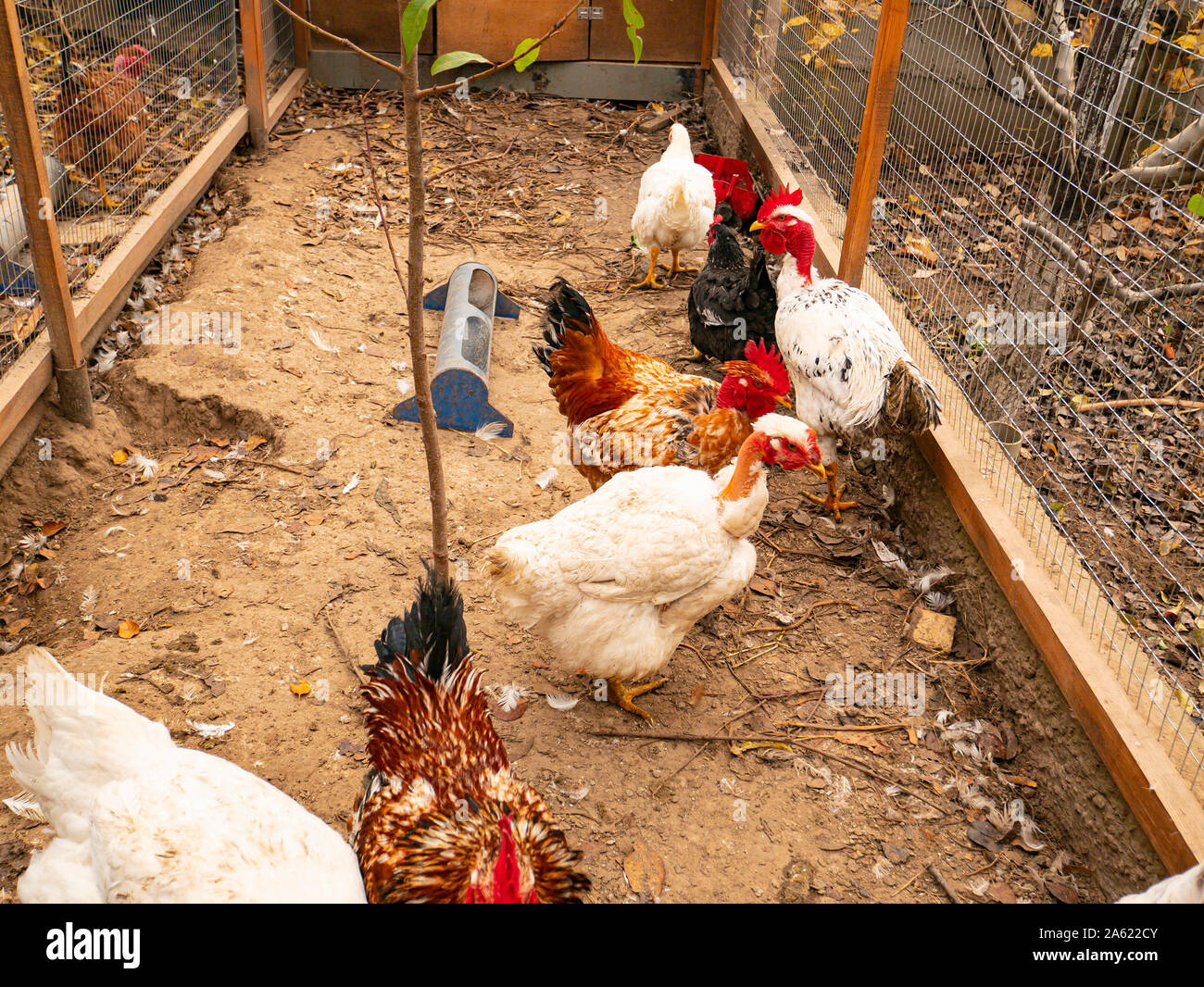 Chicken in a corral from the net. Agriculture. Poultry farm. Bird Stock ...
