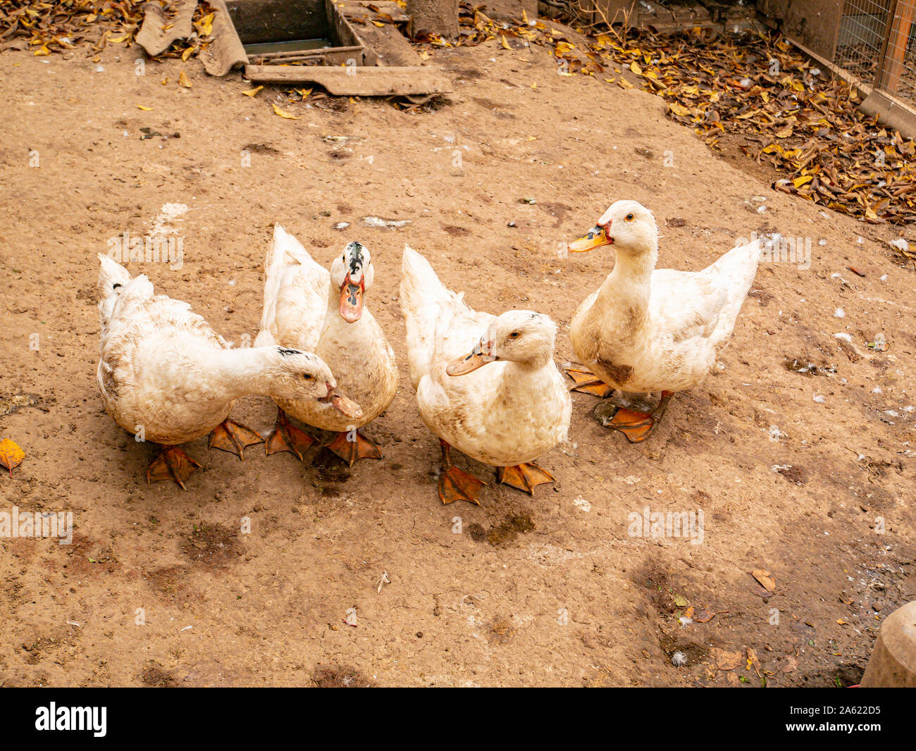 White ducks on the farm. Agriculture. Poultry farm. Bird Stock Photo ...