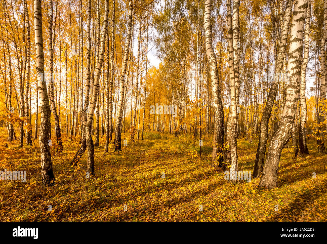 Scene of sunset in the birch forest in golden autumn. Landscape with ...