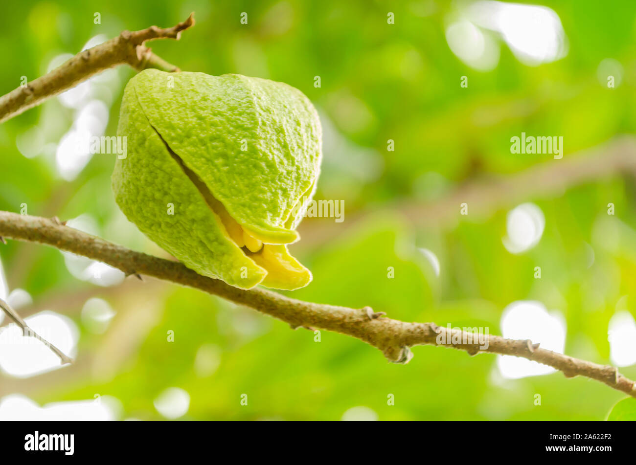 Soursop flower hi-res stock photography and images - Alamy