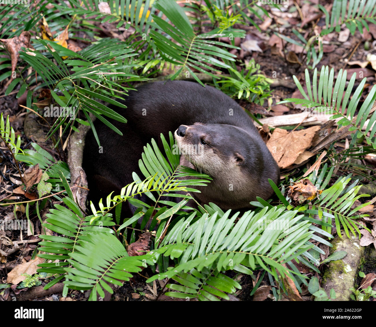 Otter habitat hi-res stock photography and images - Alamy