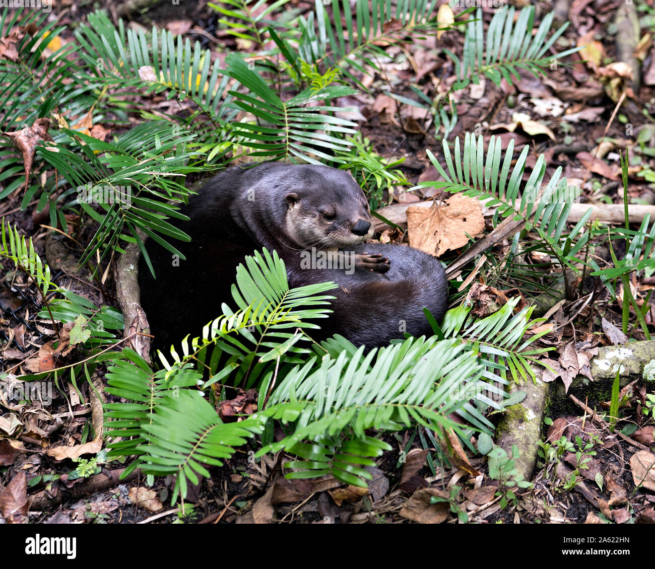 Paw tail hi-res stock photography and images - Alamy