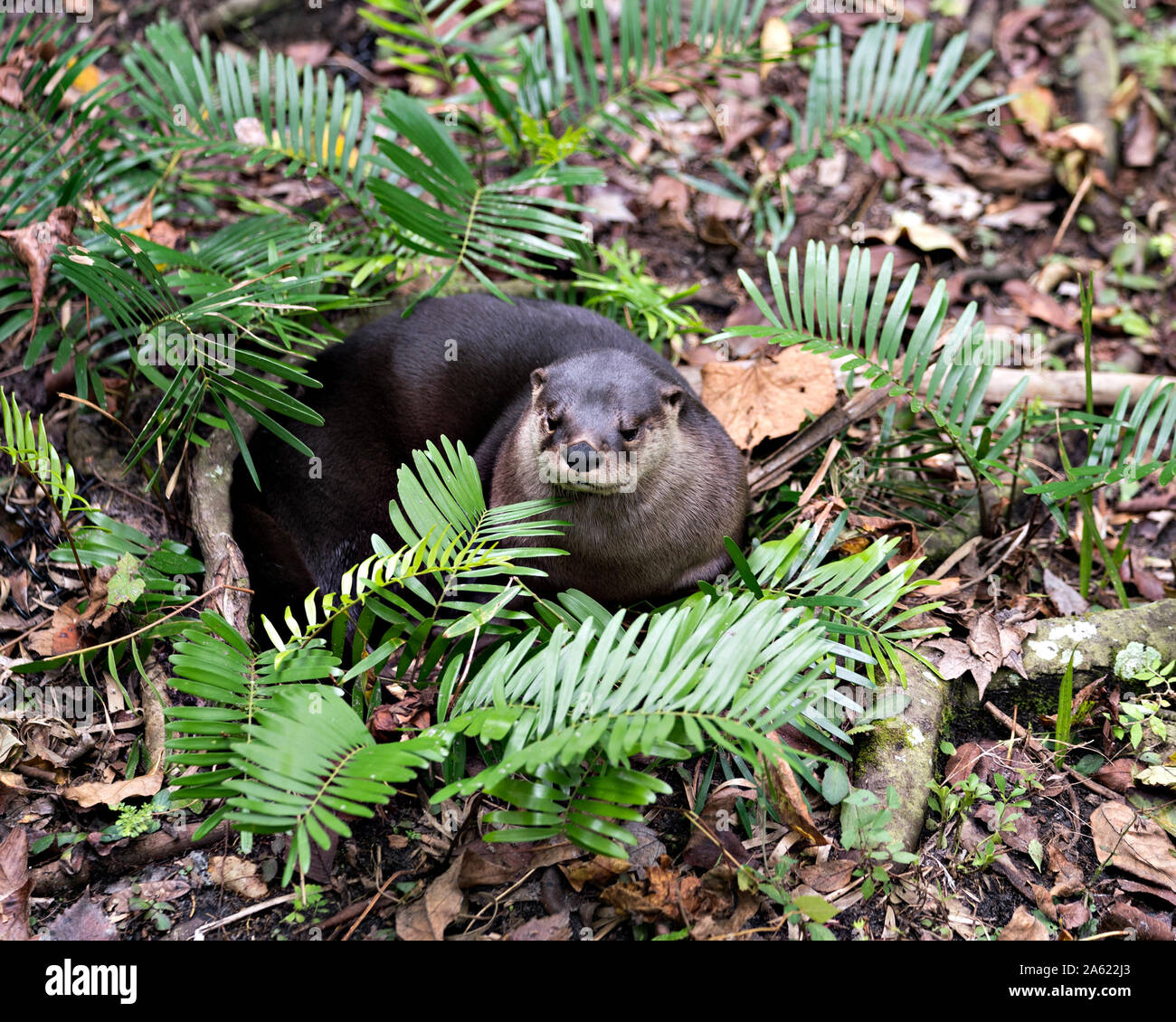 Otter resting in a bed of foliage and displaying its body, head, ears ...