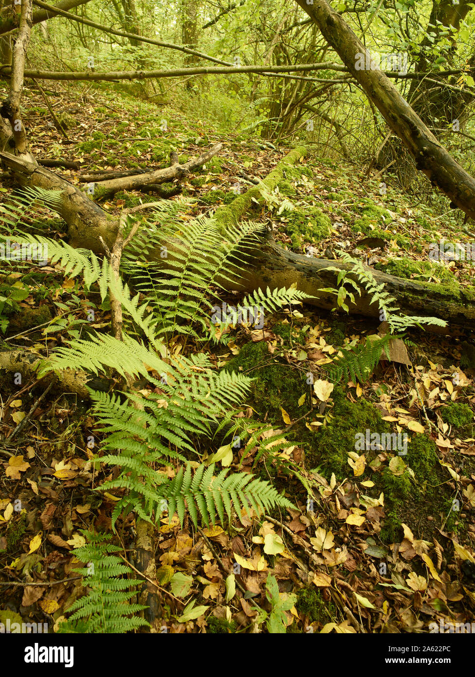 Ferns in autumn on a surrey woodland floor with fallen leaves and ...