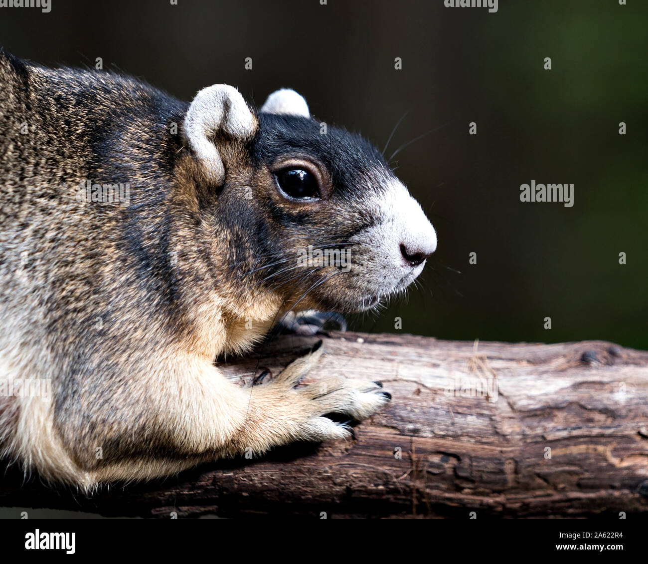 Sherman fox squirrel head close up profile view hi-res stock ...