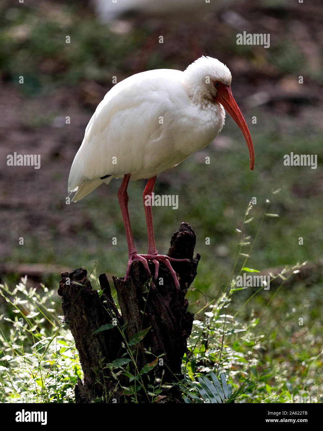White Ibis adult perch on a death log with a nice foliage and enjoying ...
