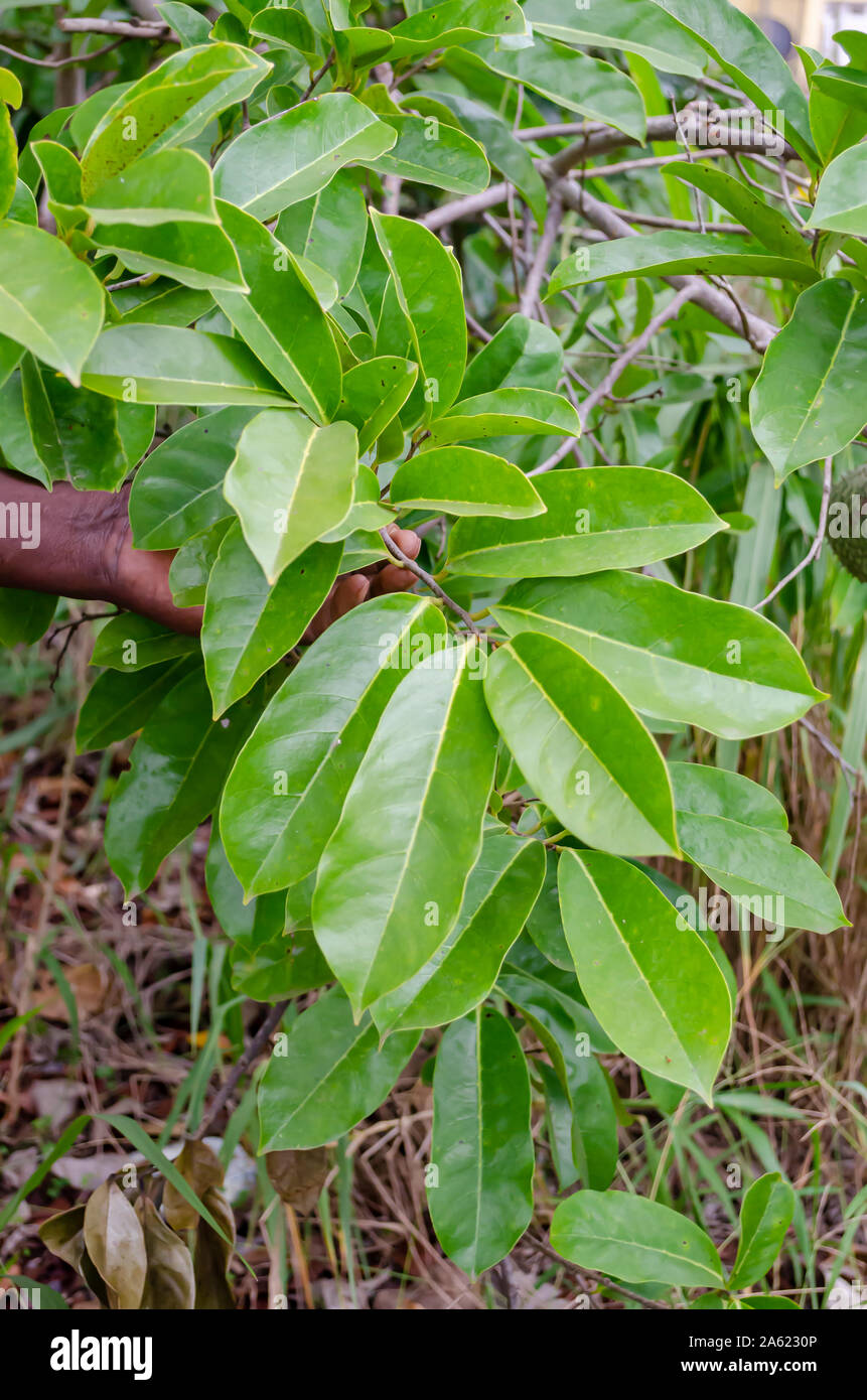 Soursop leaf hi-res stock photography and images - Alamy