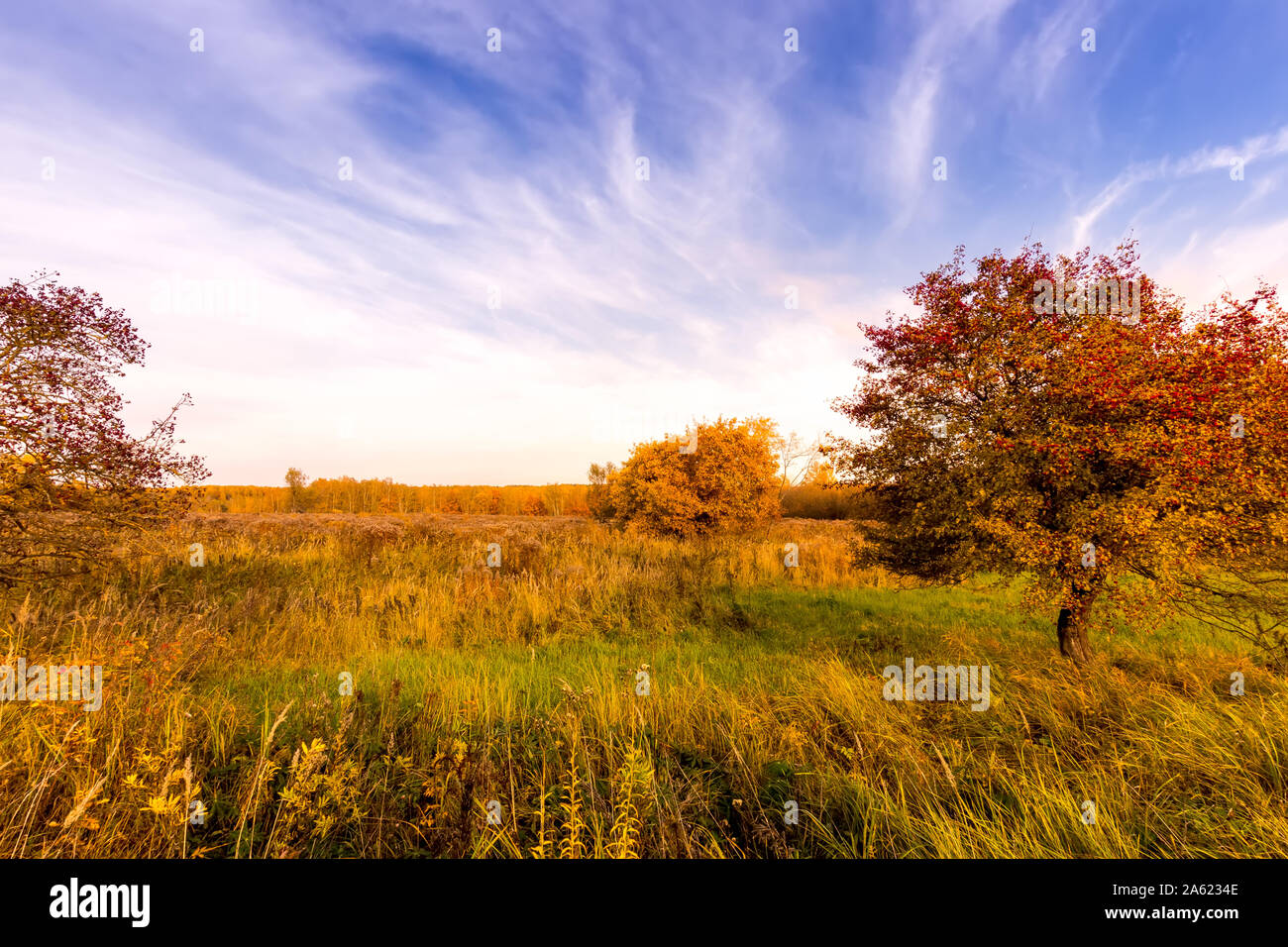 Sunset on a field with grass, trees and dramatic cloudy sky background ...
