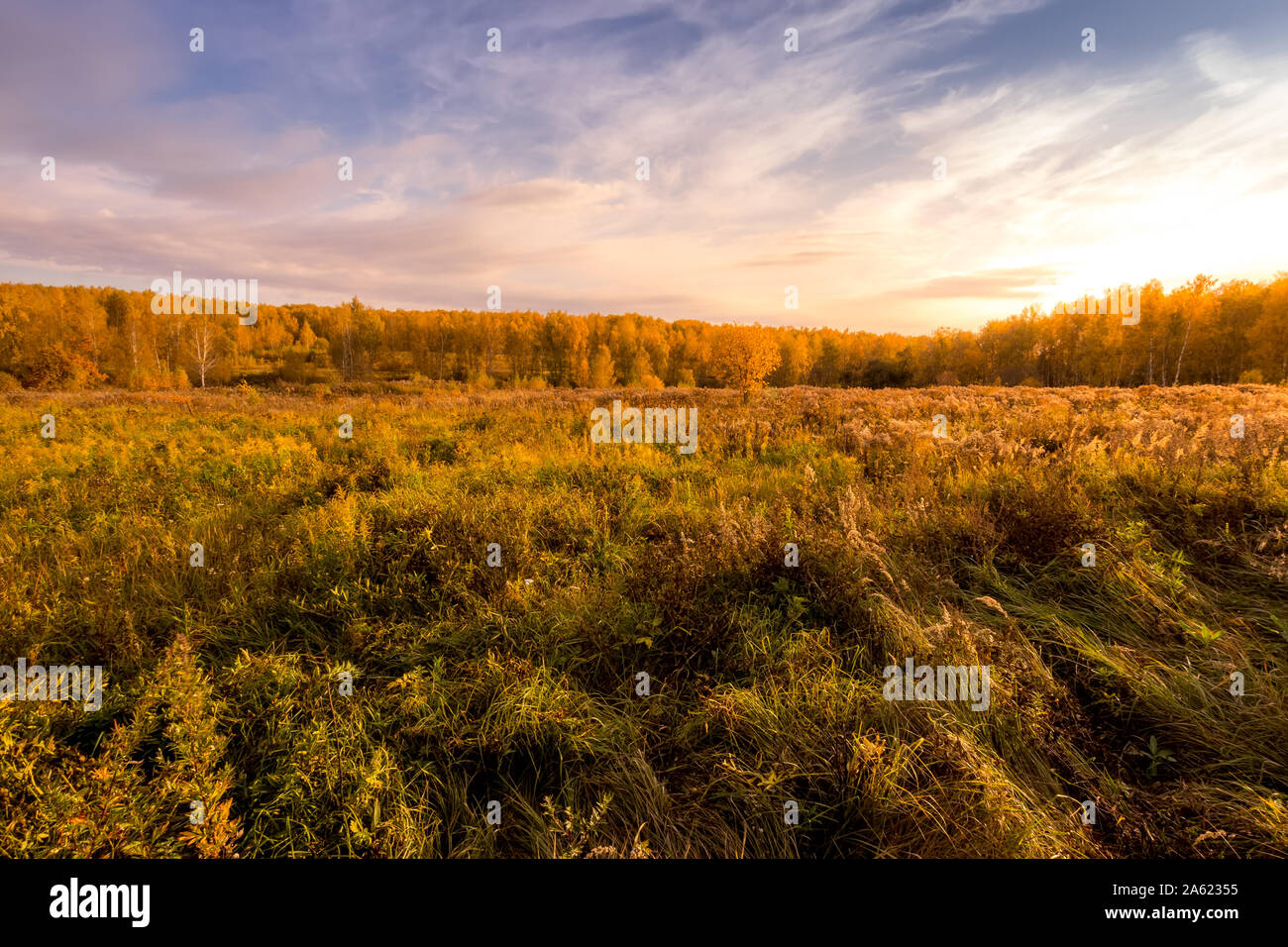Scene of sunset on a field with grass, trees and dramatic cloudy sky ...