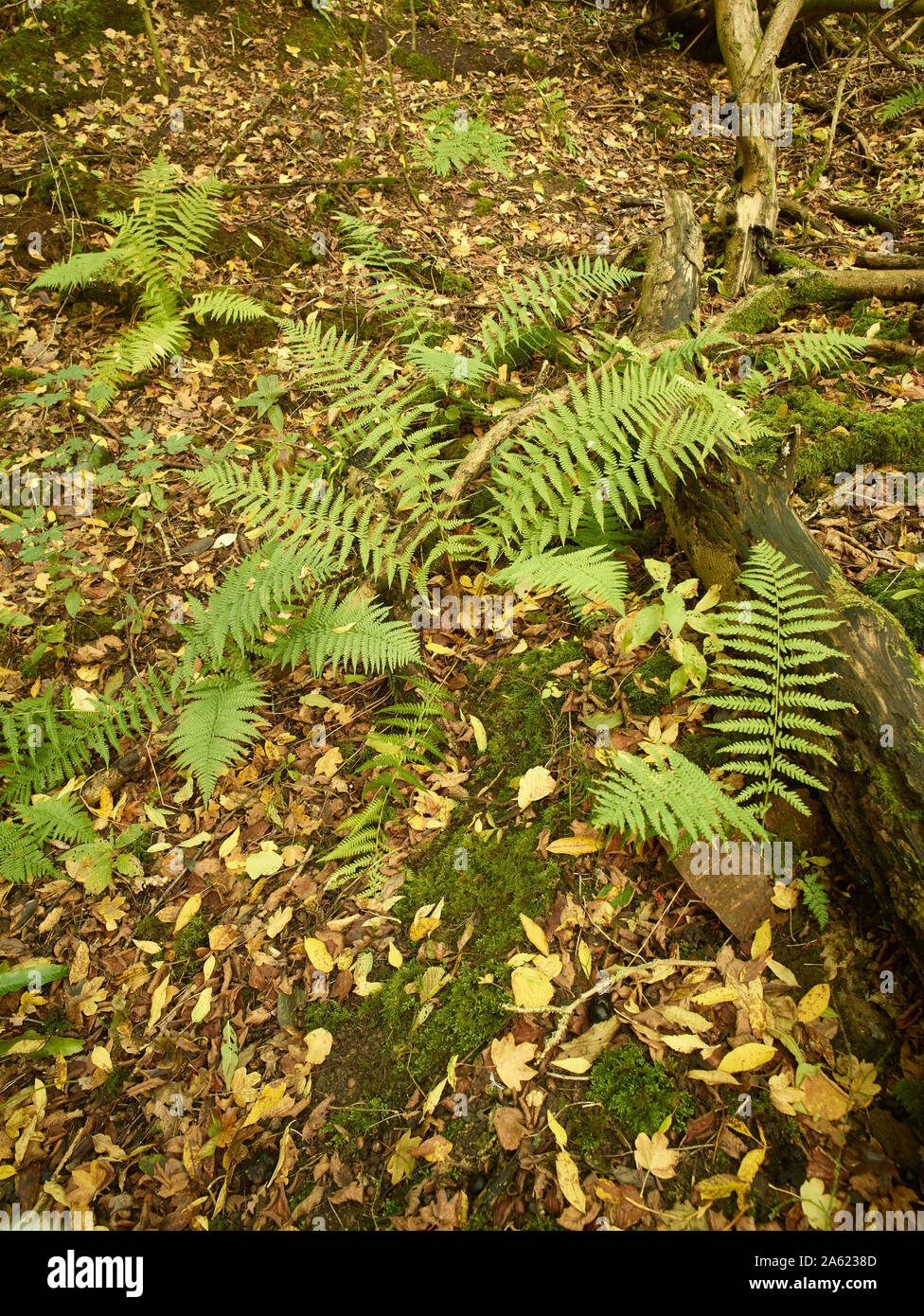 Ferns in autumn on a surrey woodland floor with fallen leaves and ...