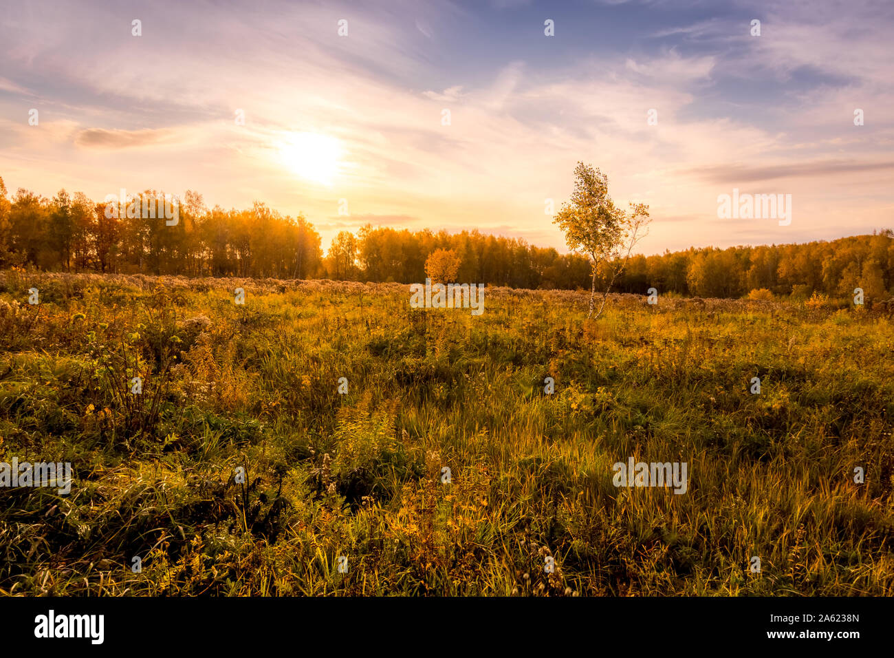 Sunset on a field with grass, trees and dramatic cloudy sky background ...