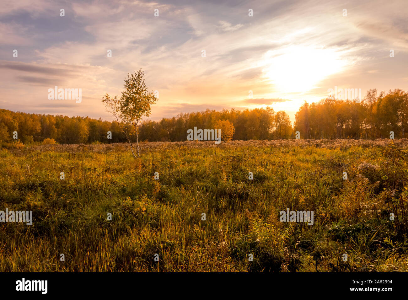 Scene of sunset on a field with grass, trees and dramatic cloudy sky ...