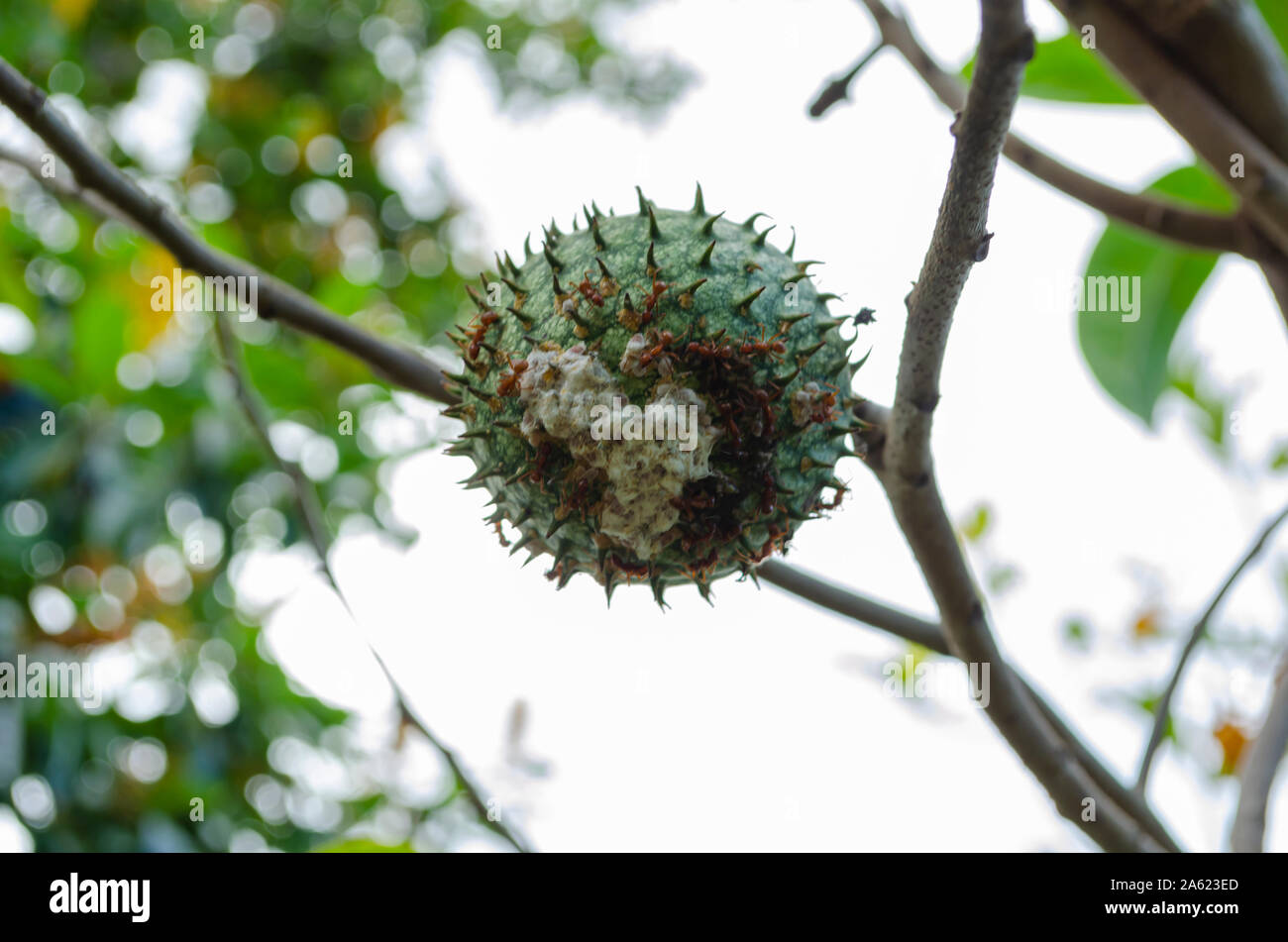Mountain sop hi-res stock photography and images - Alamy