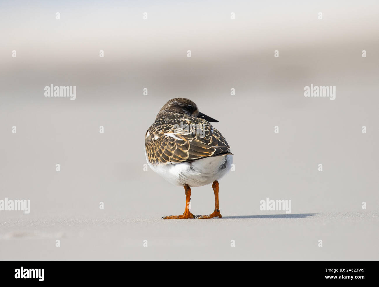 bird on the beach, Ruddy Turnstone (Arenaria interpres), Dueodde Fyr ...