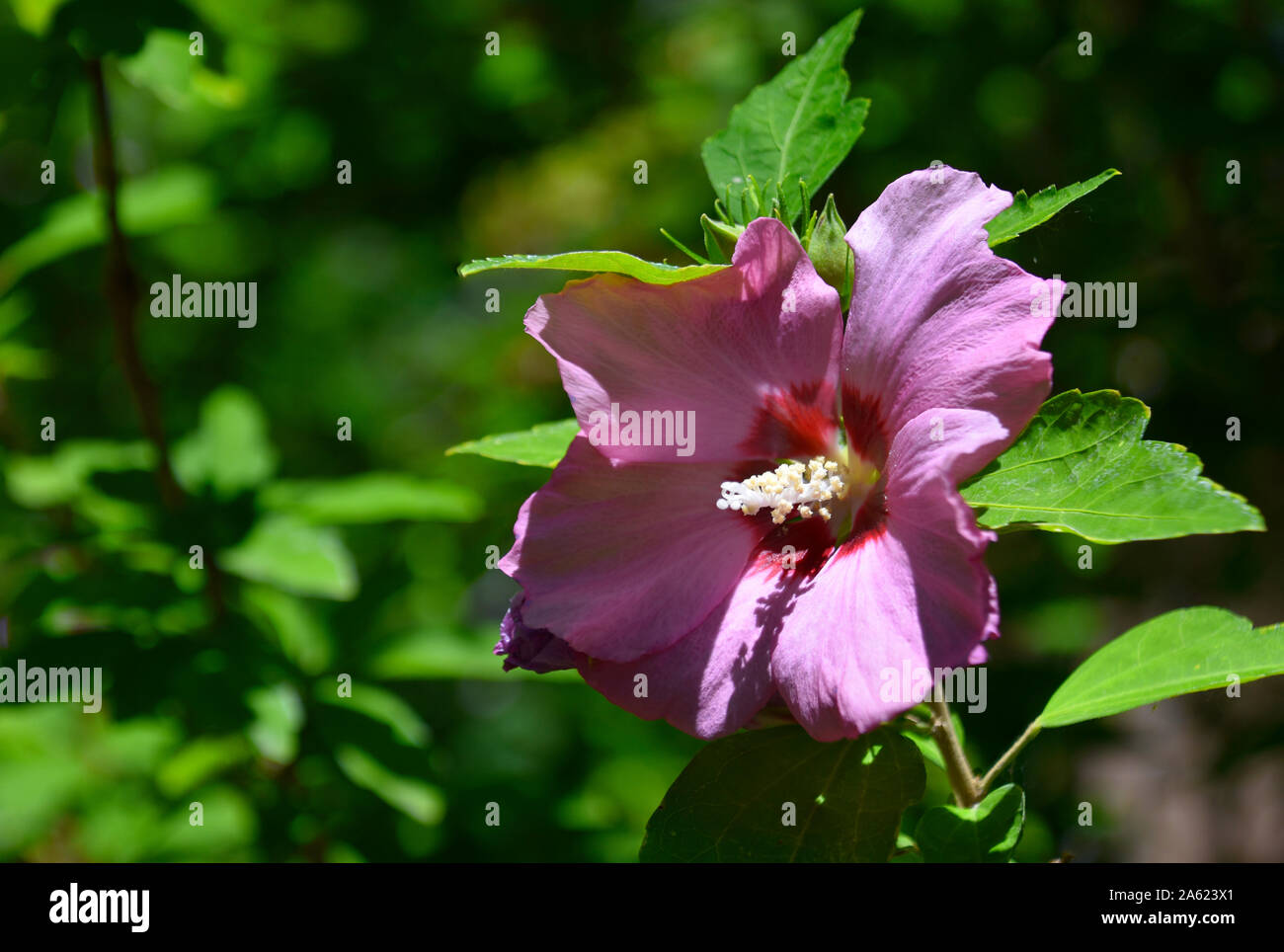 Rose of Sharon, or Hibiscus Syriacus from southeast Asia. Photographed ...