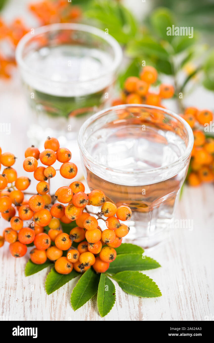 Rowan (Sorbus aucuparia) - Shot from medicinal plants Stock Photo - Alamy