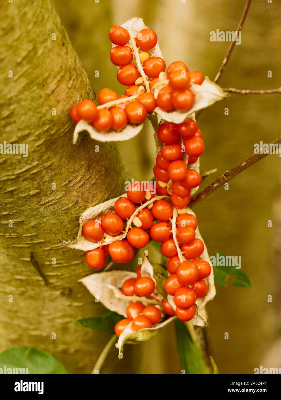 Illustrating Natures chaos with natural environment portraits Stock ...