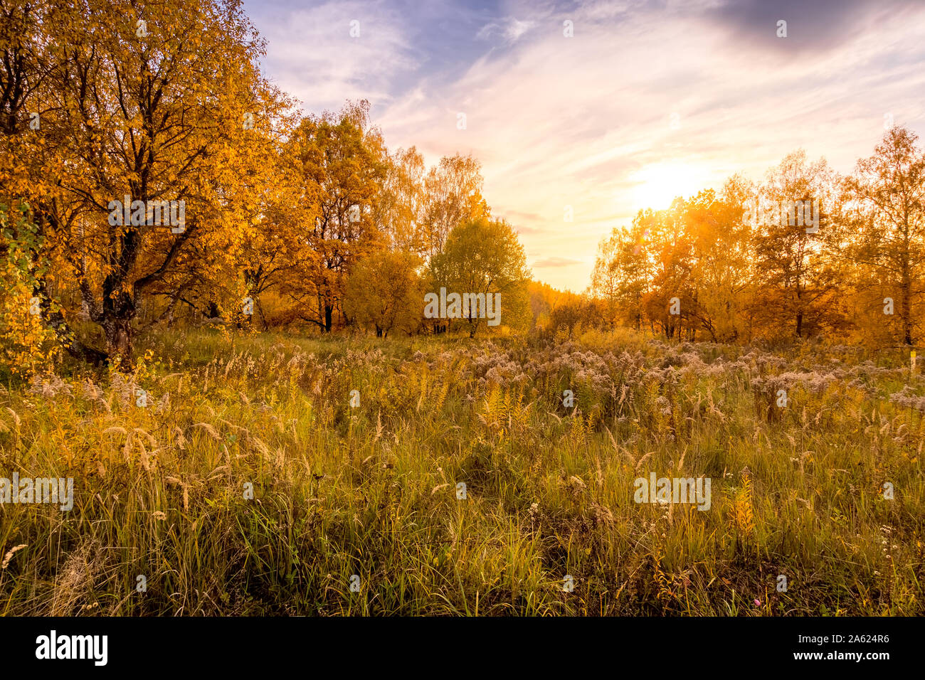 Scene of sunset on a field with grass, trees and dramatic cloudy sky ...