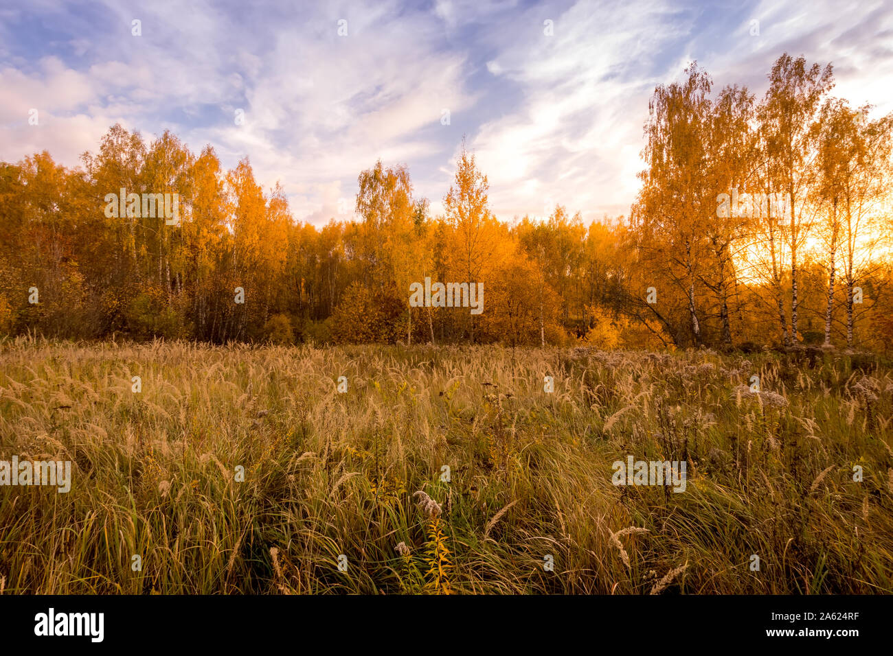 Scene of sunset on a field with grass, trees and dramatic cloudy sky ...