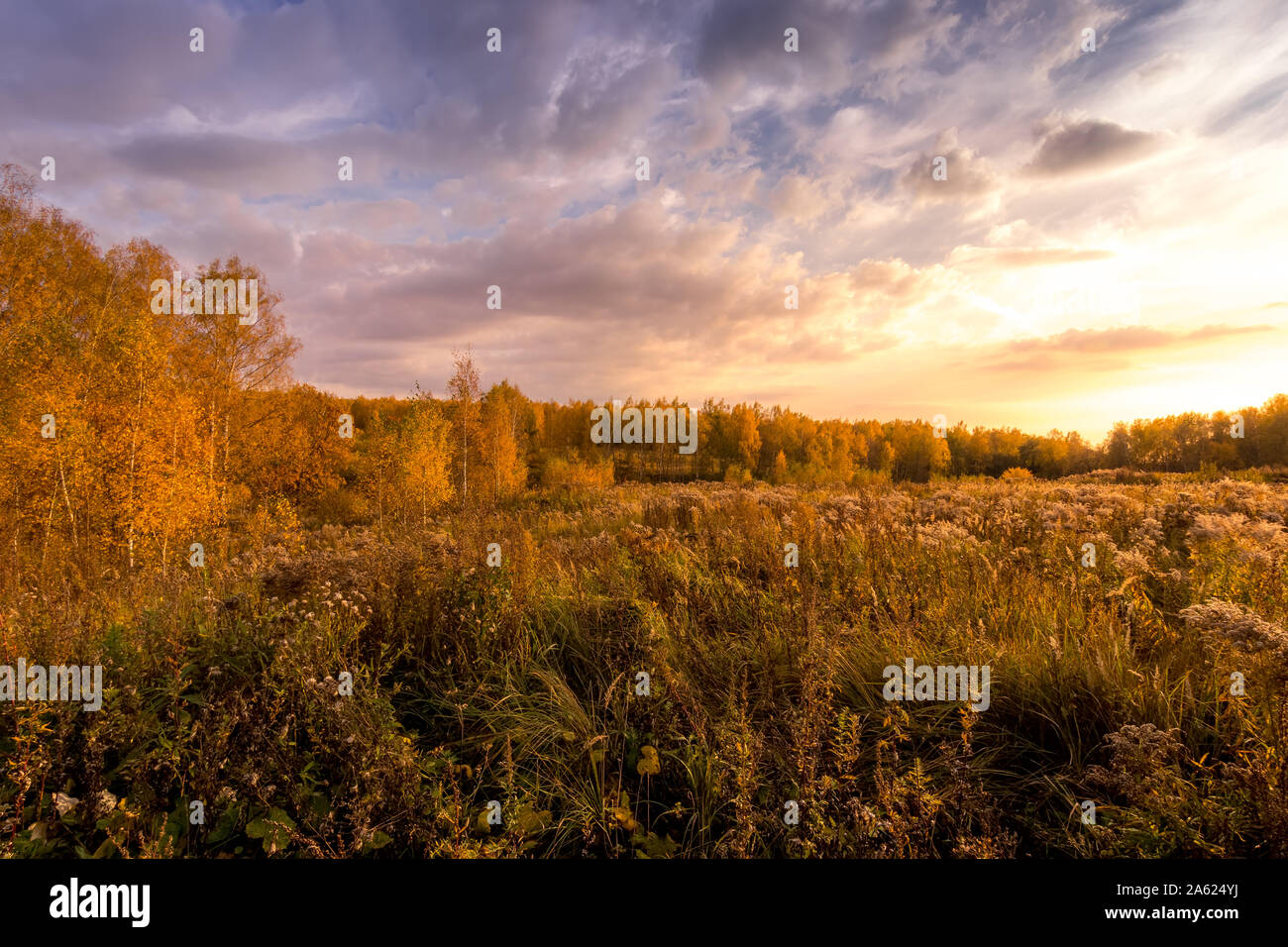 Scene of sunset on a field with grass, trees and dramatic cloudy sky ...