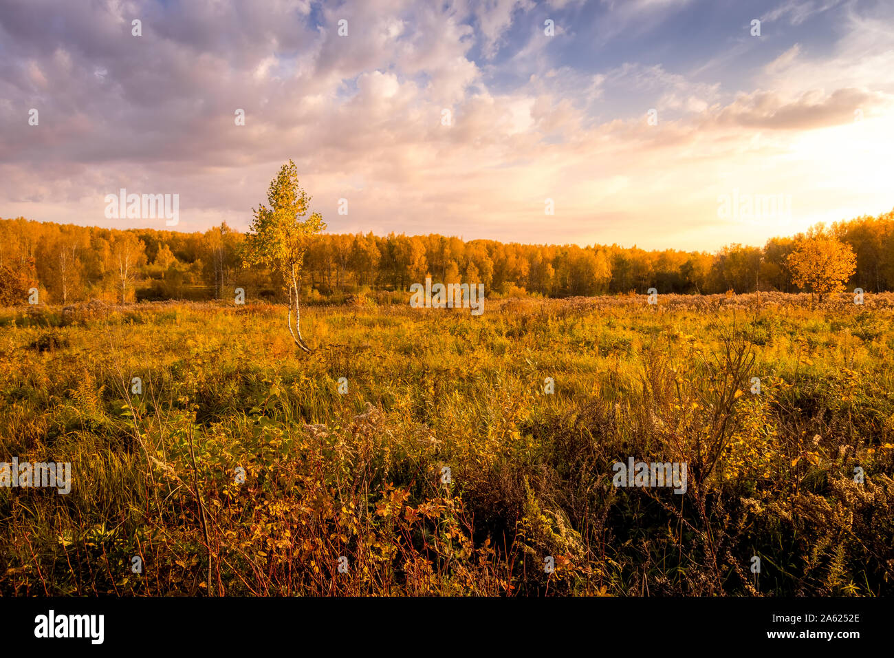 Sunset on a field with grass, trees and dramatic cloudy sky background ...