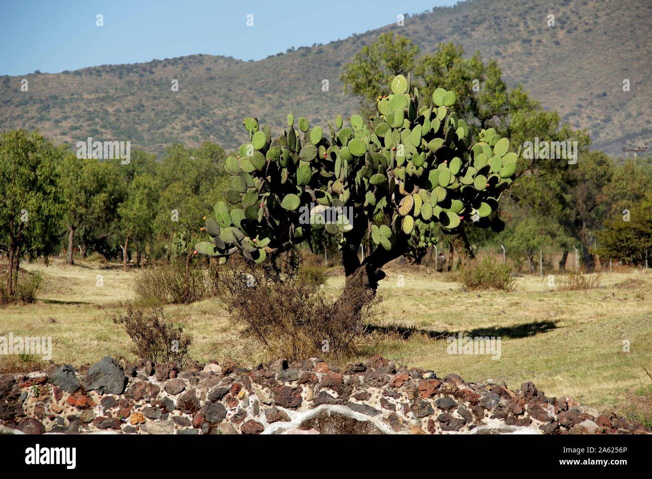 Mexican field of nopal cactus hi-res stock photography and images - Alamy