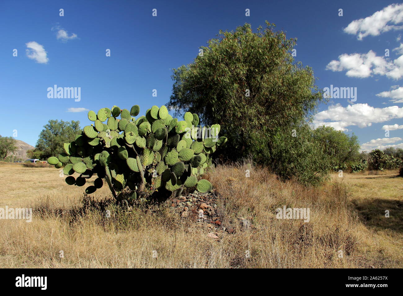 Mexican field of nopal cactus hi-res stock photography and images - Alamy