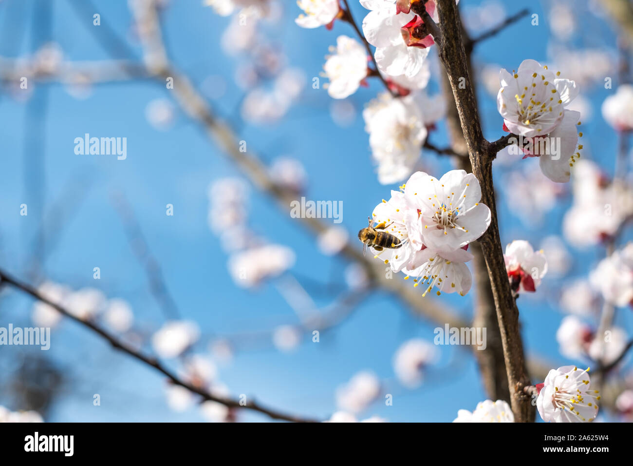 Bees at work on a apricot blossom during spring Stock Photo - Alamy