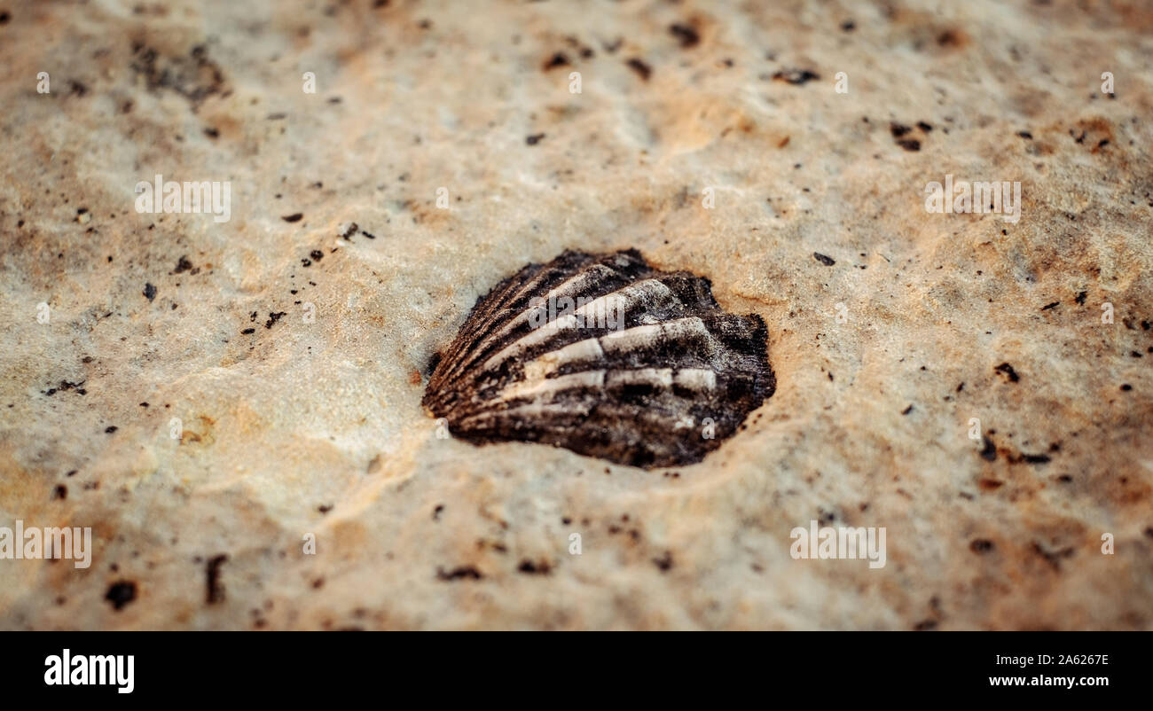 a shell fossil embedded in the stone Stock Photo - Alamy