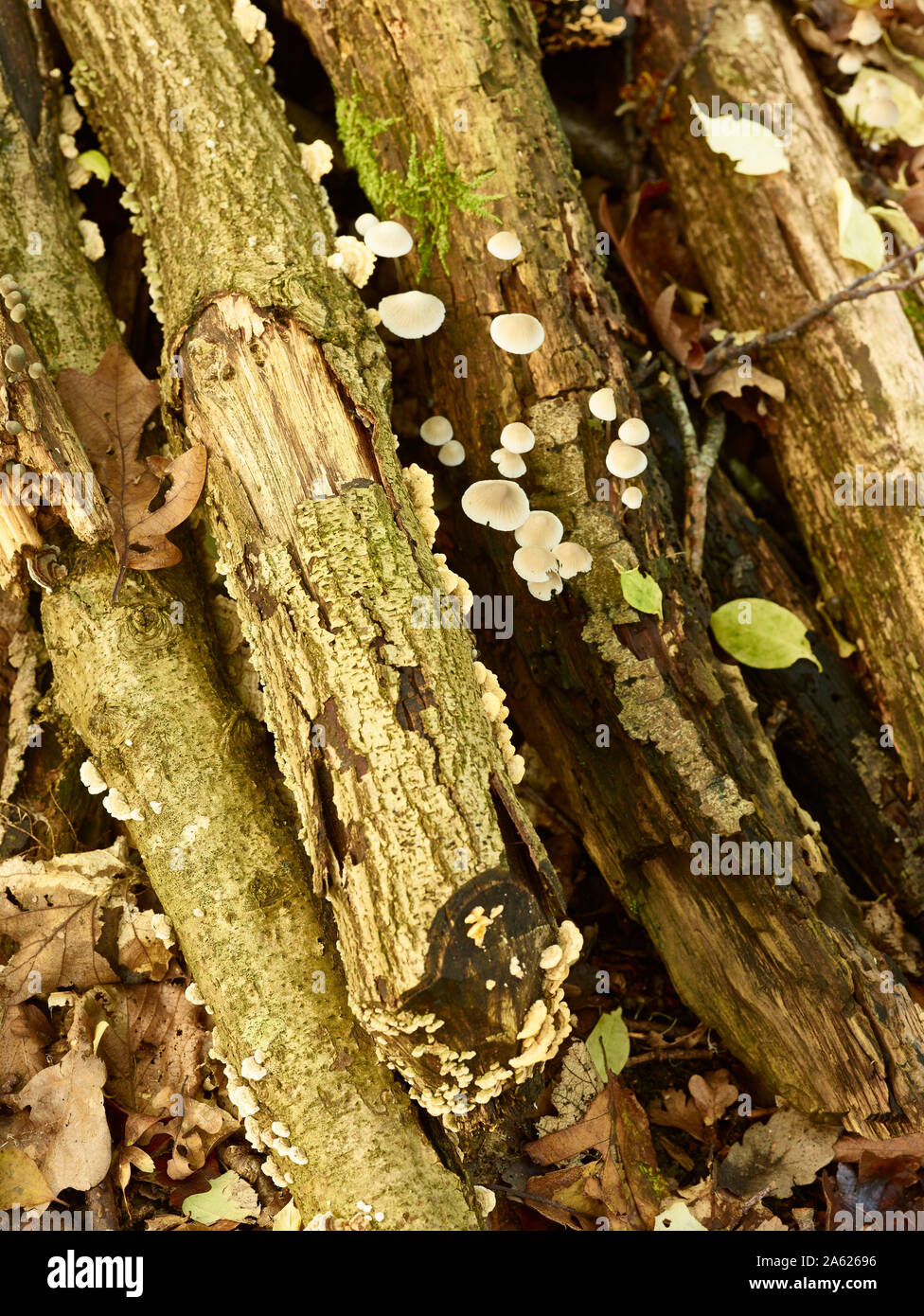 Illustrating Natures chaos with natural environment portraits Stock ...