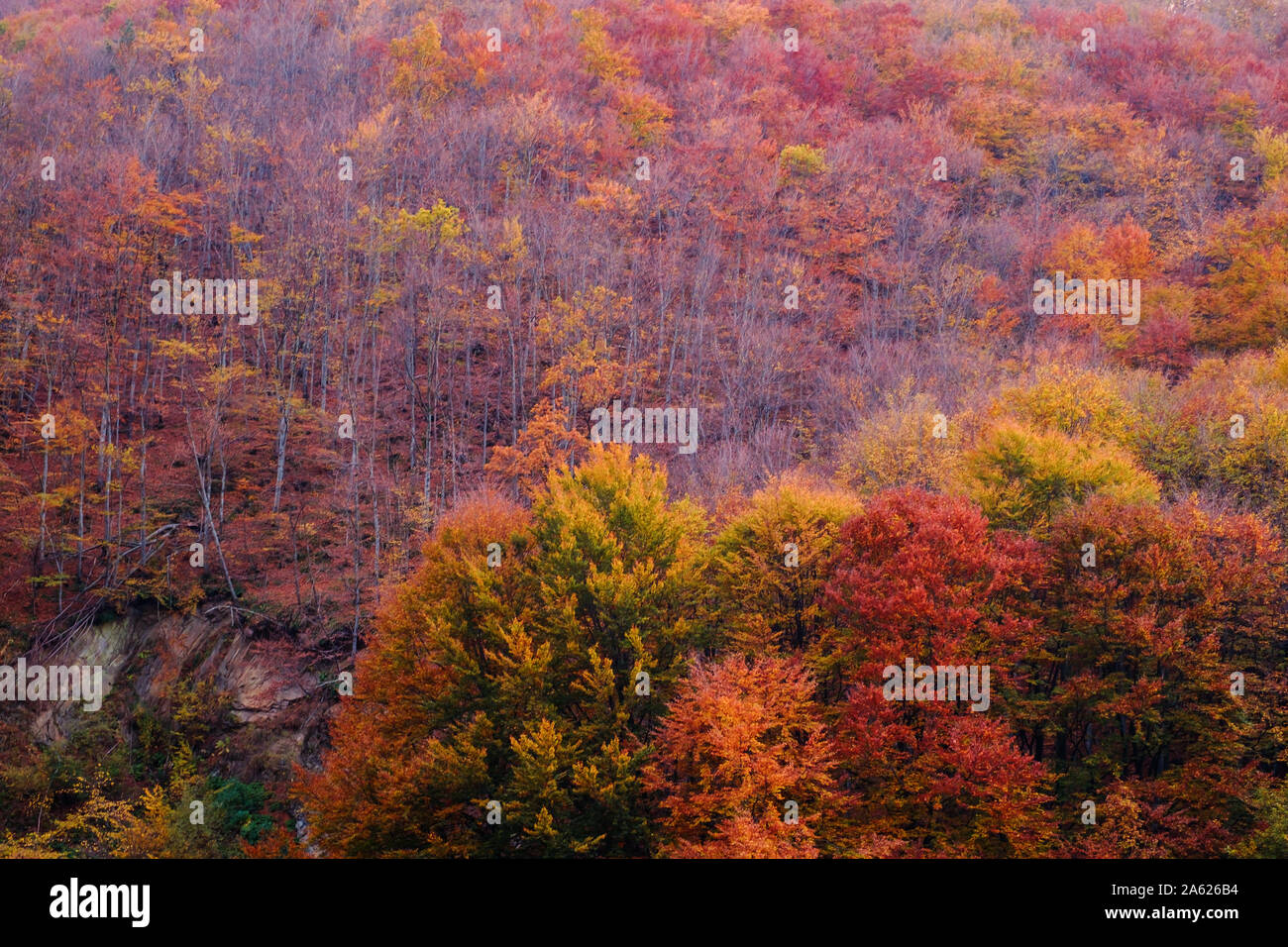 autumn colors in the forest Stock Photo - Alamy
