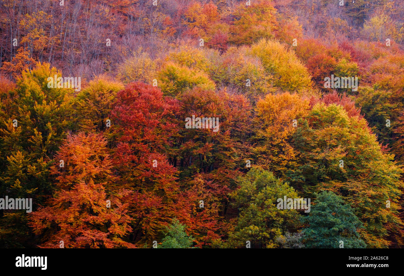 autumn colors in the forest Stock Photo - Alamy