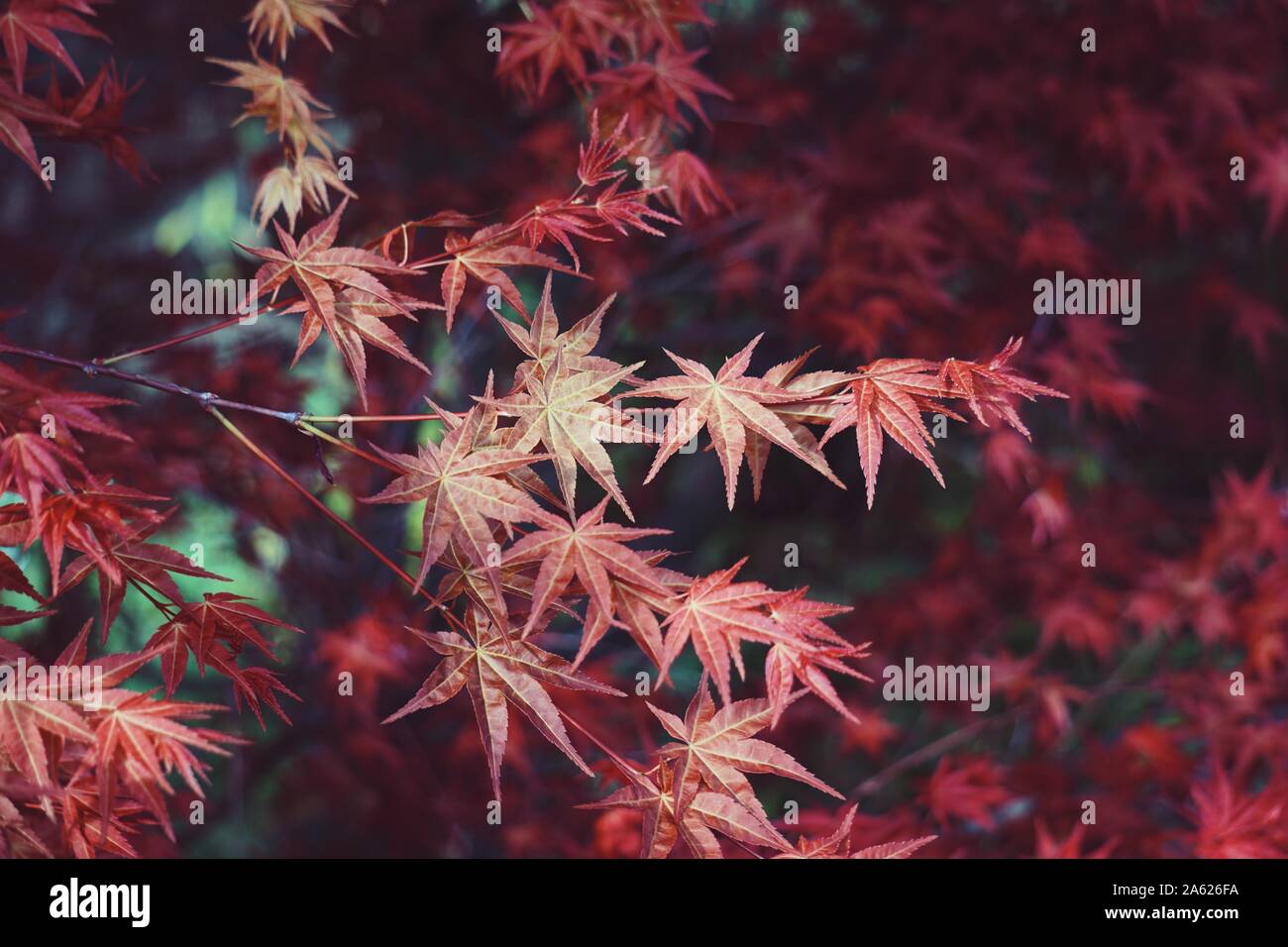 red tree leaves textured in autumn, autumn colors Stock Photo - Alamy