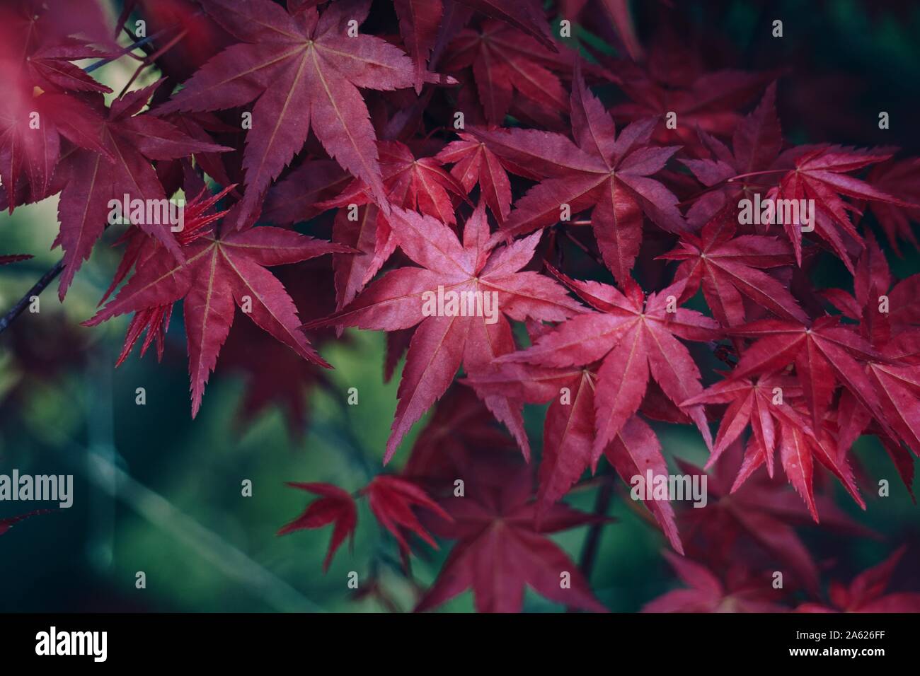 Textured branches hi-res stock photography and images - Alamy