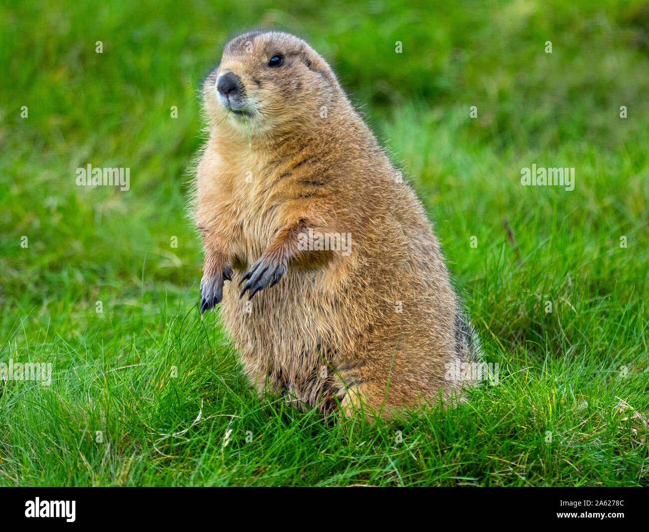 Black-tailed prairie dog Cynomys ludovicianus Stock Photo - Alamy