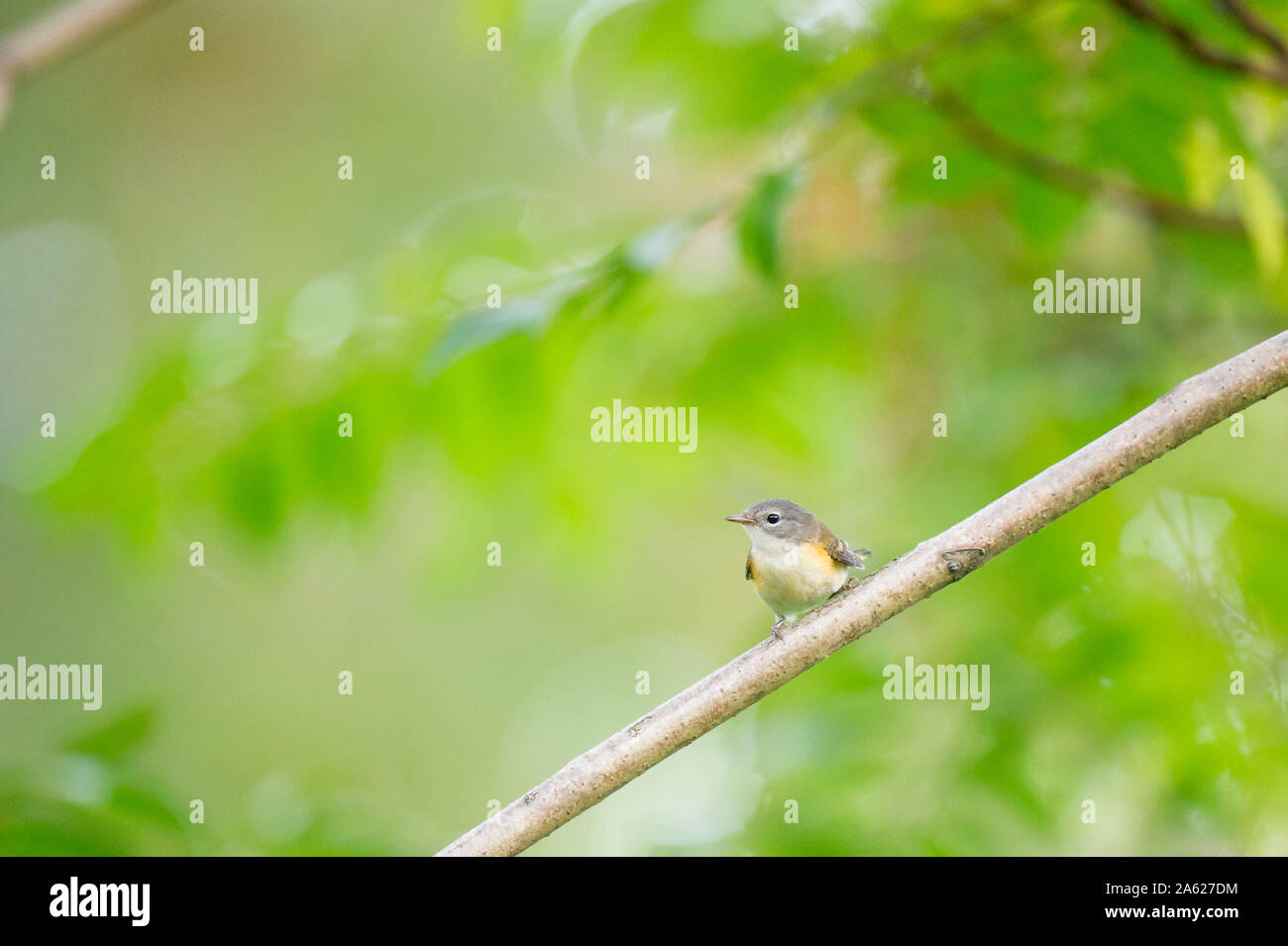 Female american redstart hi-res stock photography and images - Alamy