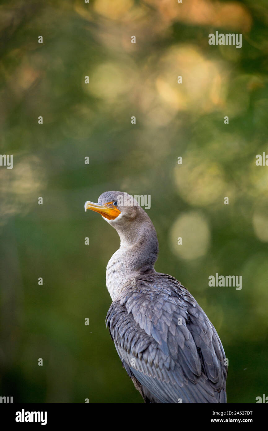 A close-up portrait of a Double-crested Cormorant with a green and ...