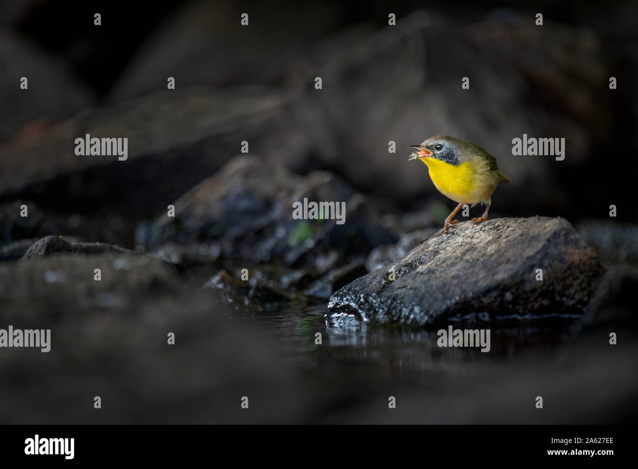 An insect in its beak hi-res stock photography and images - Alamy