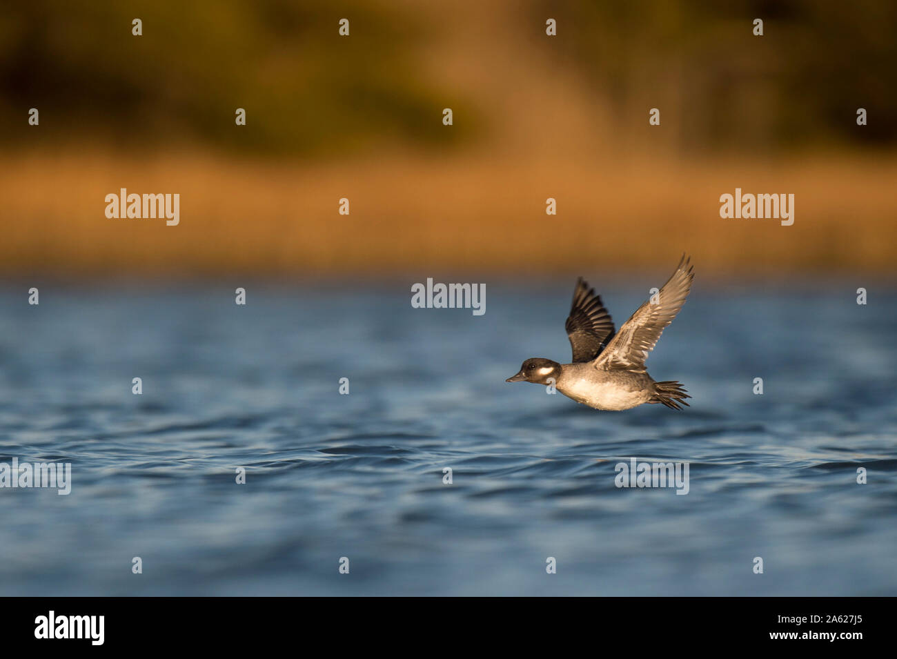 Female Bufflehead High Resolution Stock Photography and Images - Alamy
