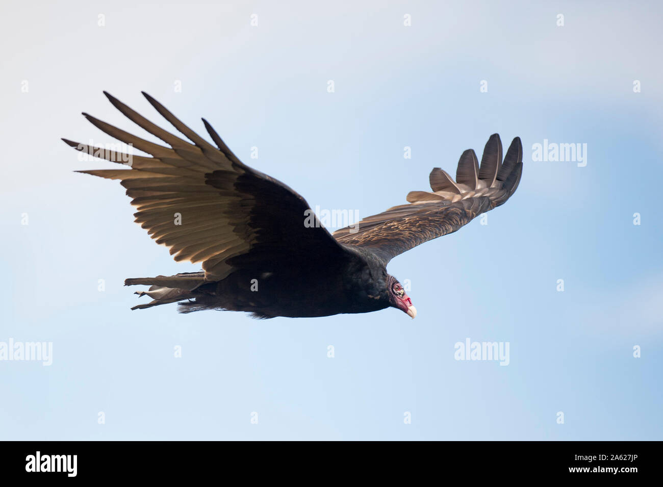 A Turkey Vulture flies against a blue and cloudy sky with its wings ...