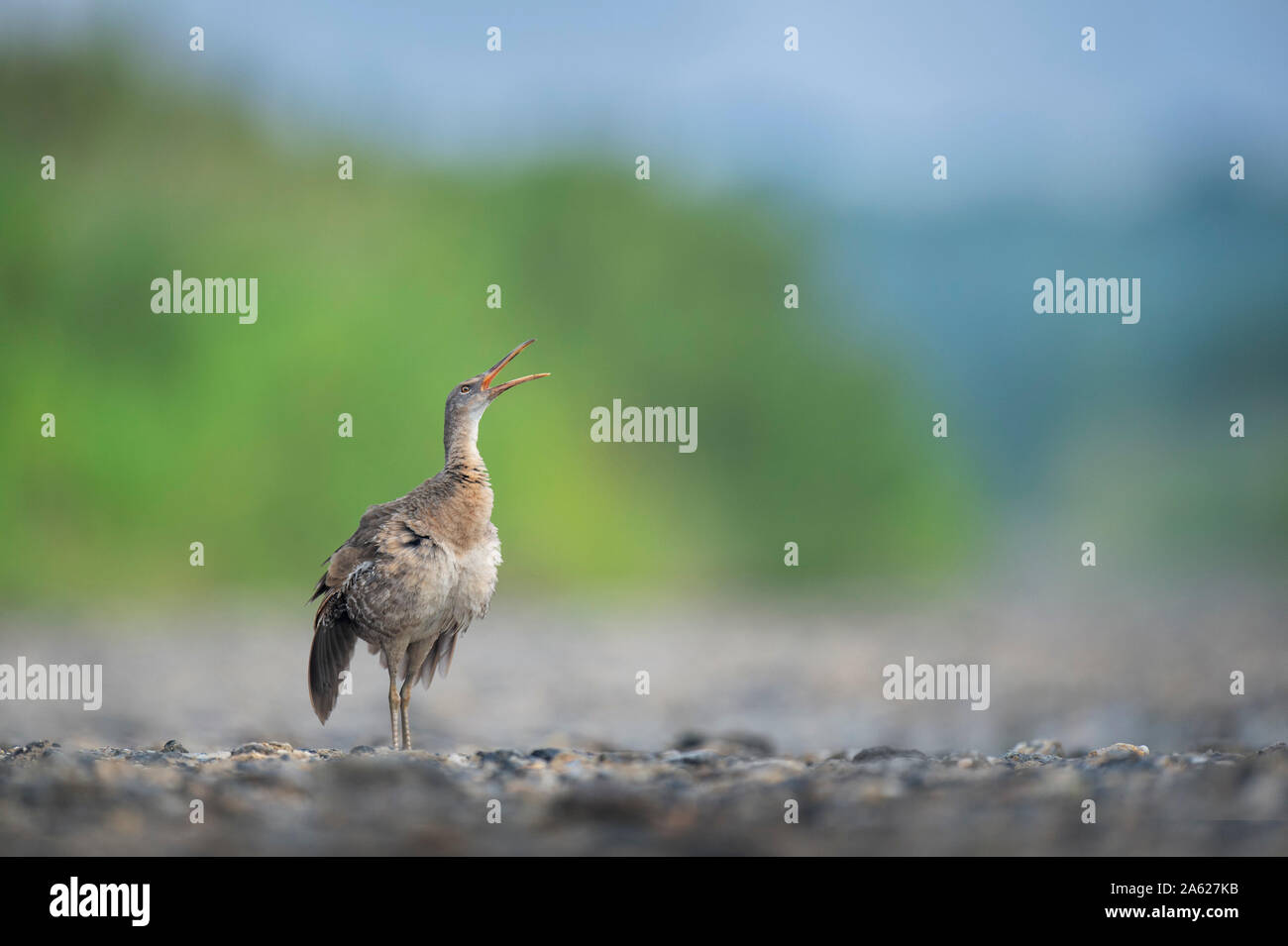 Goofy birds hi-res stock photography and images - Alamy