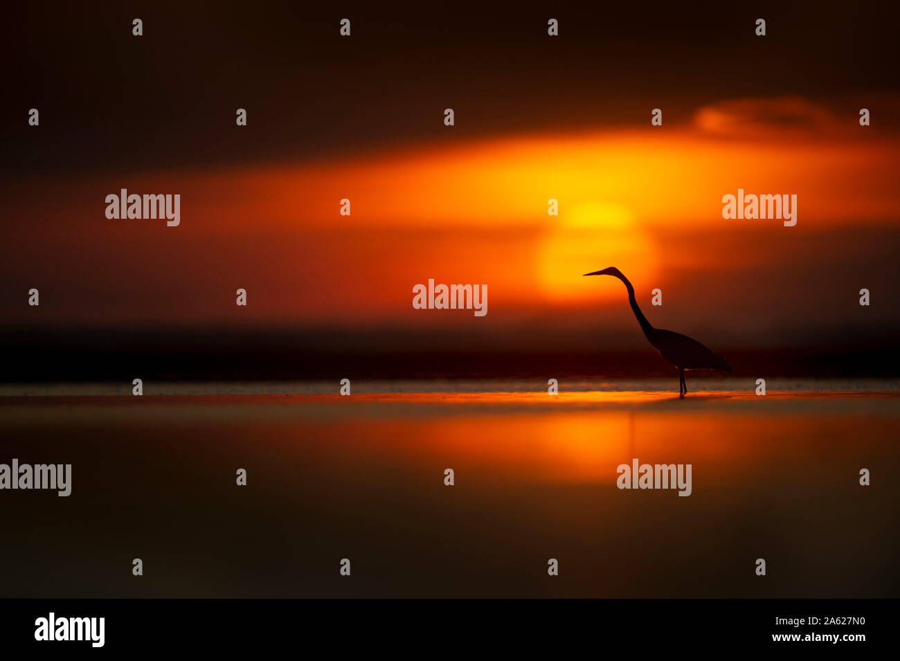 Tall slender birds hi-res stock photography and images - Alamy