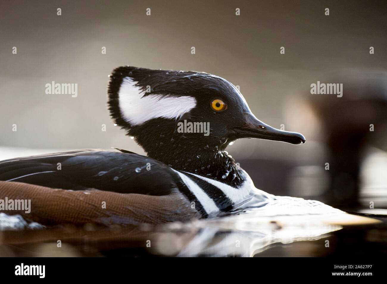 A close-up photo of a male Hooded Merganser duck swimming in the water ...