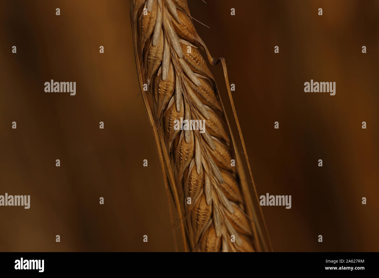 Wheat straw single hi-res stock photography and images - Alamy