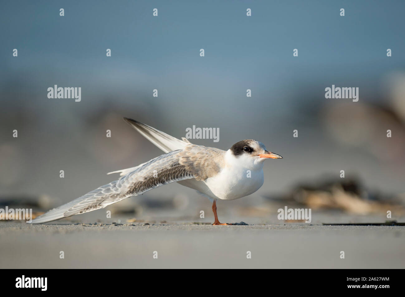 A juvenile Common Tern stretches its wing while standing on a sandy ...